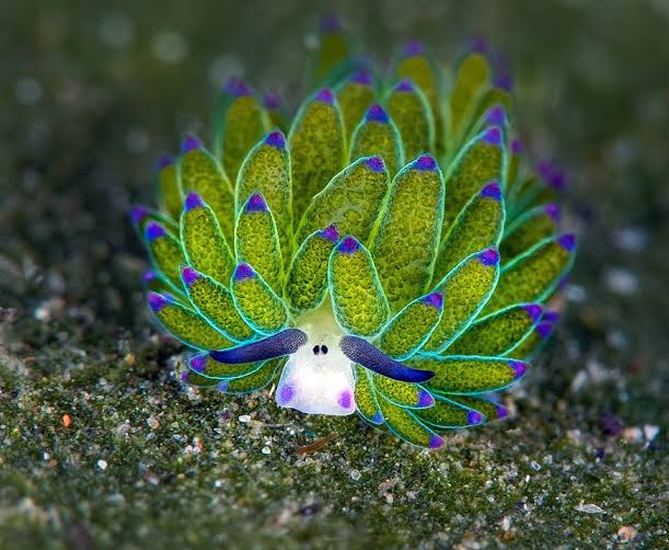 Leaf Sheep Sea Slug – Short Stories